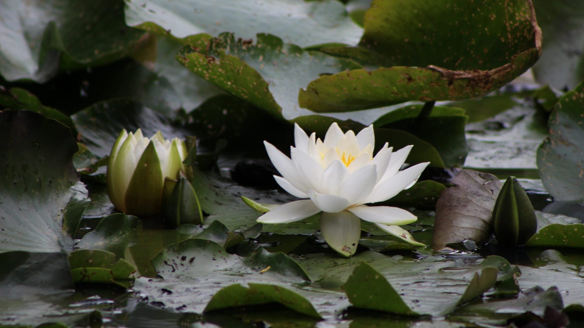 Pricing – Julia Barnard MBA